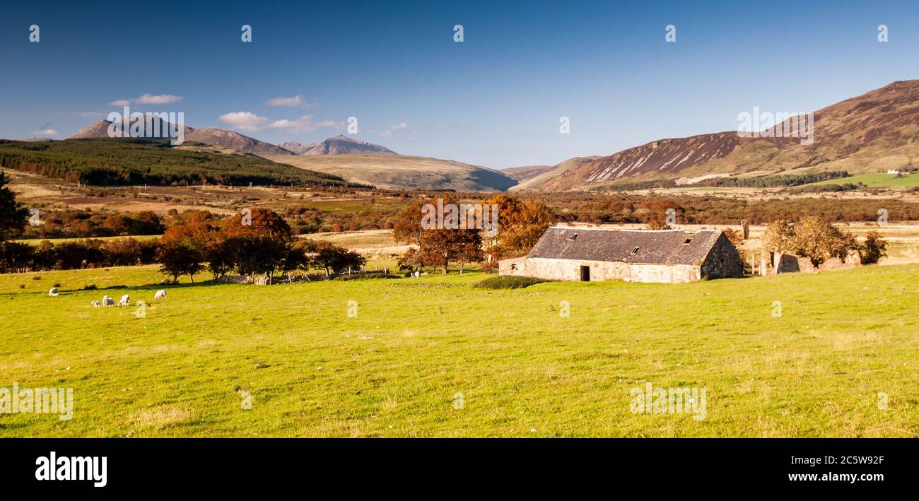 Sheep graze on pasture beside an old barn on Machrie Moor under ...