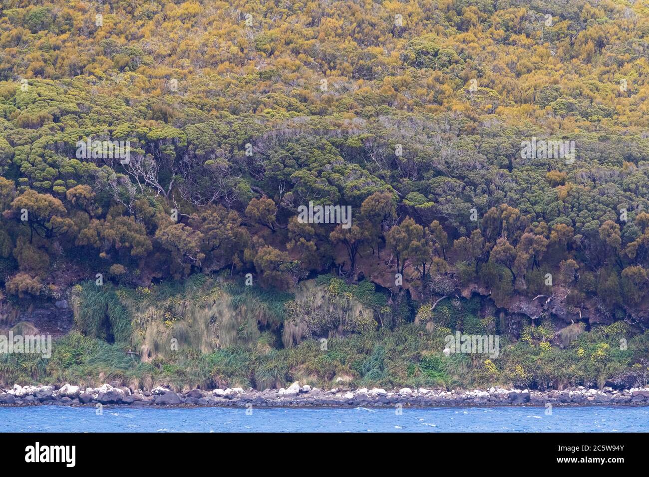 Carnley harbour in the Auckland Islands, New Zealand. Hillside covered ...