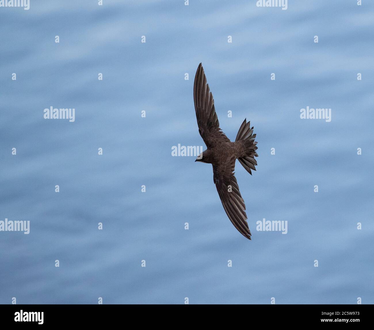 Alpine Swift (Apus melba) in flight in Spain. Seen from above Stock ...