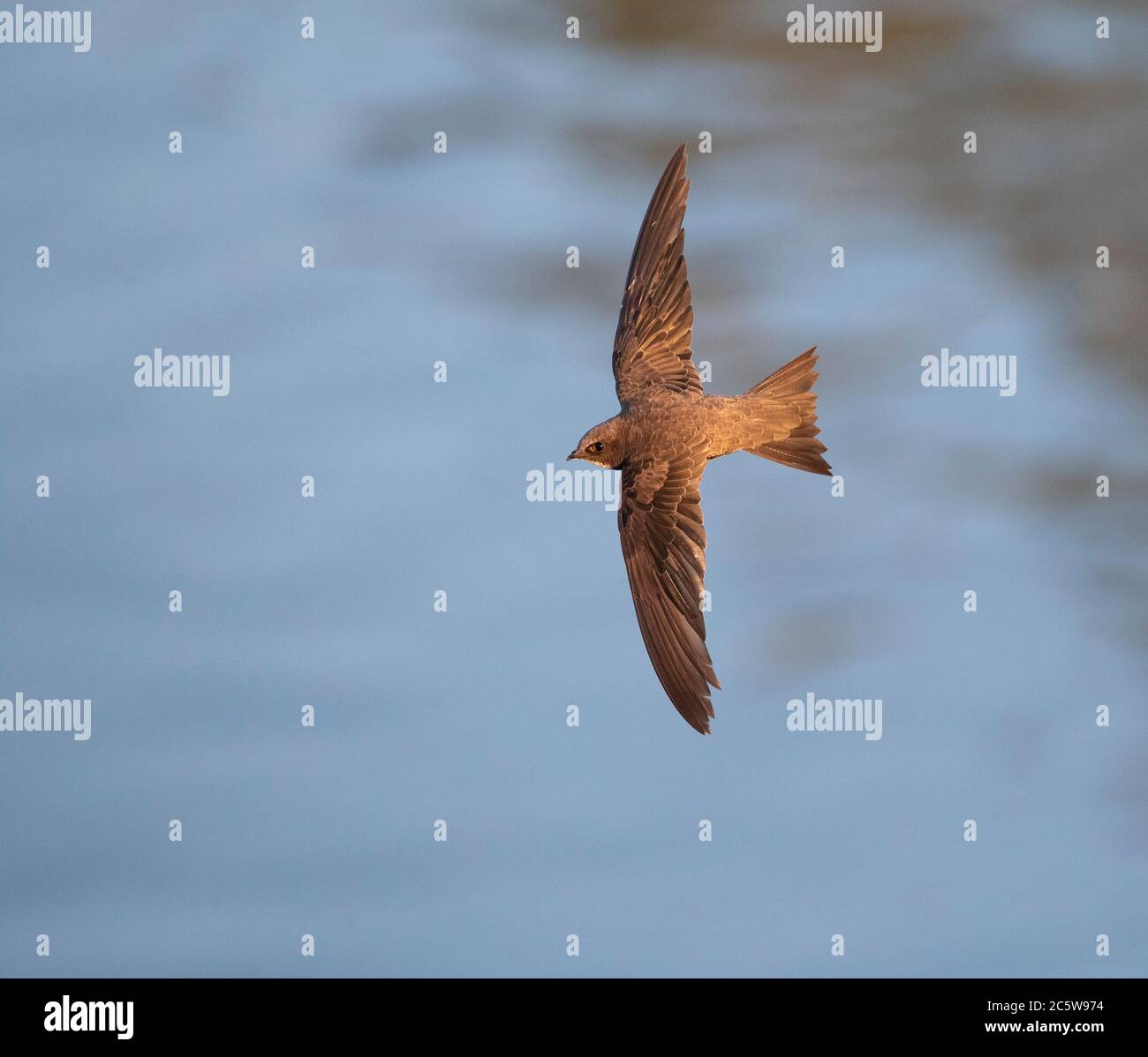 Adult Alpine Swift (Apus melba) in flight in Spain with river as ...