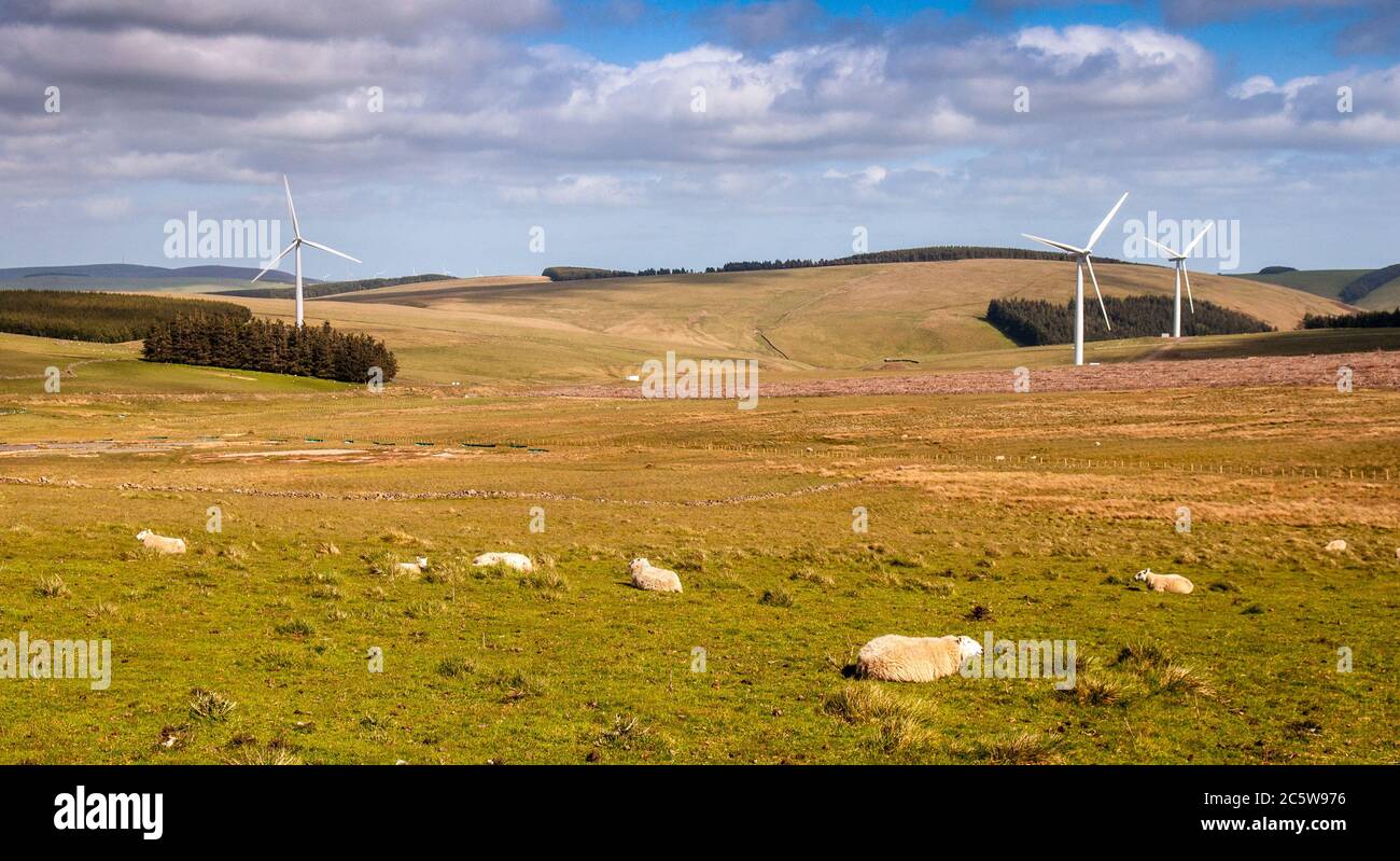 Sheep graze on moorland pasture beside the wind turbines of Carcant ...