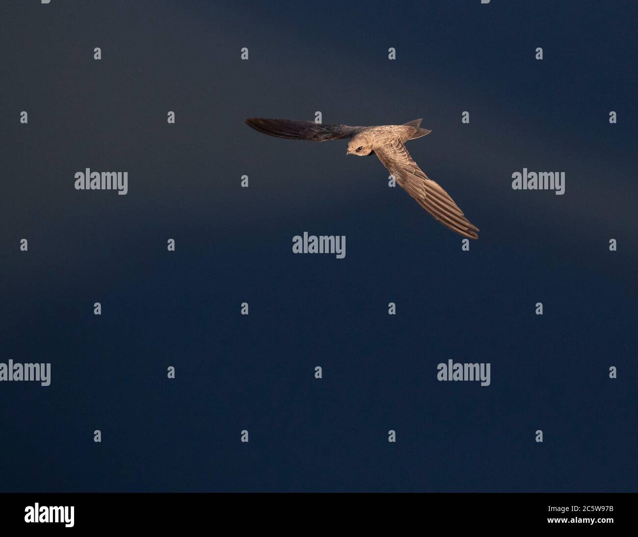 Alpine Swift (Apus melba) in flight in Spain. Seen from above against a ...