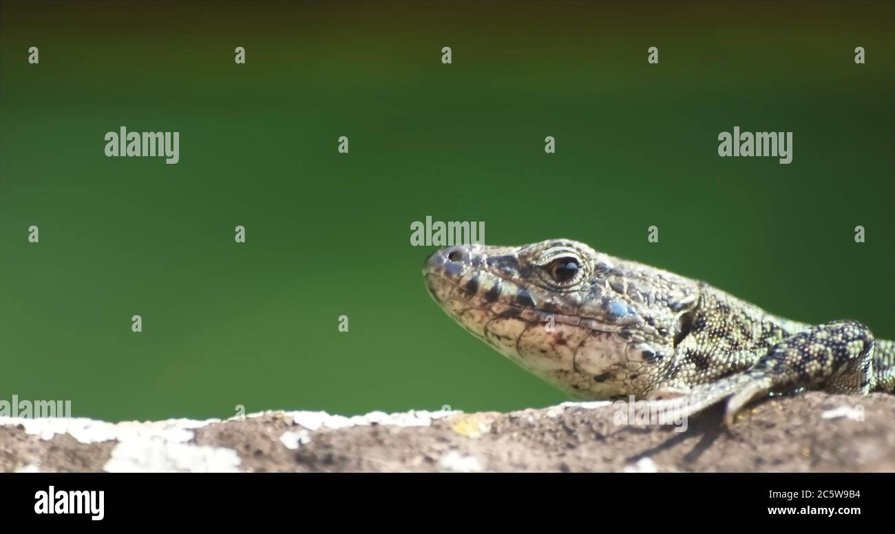 Lizards of germany hi-res stock photography and images - Alamy