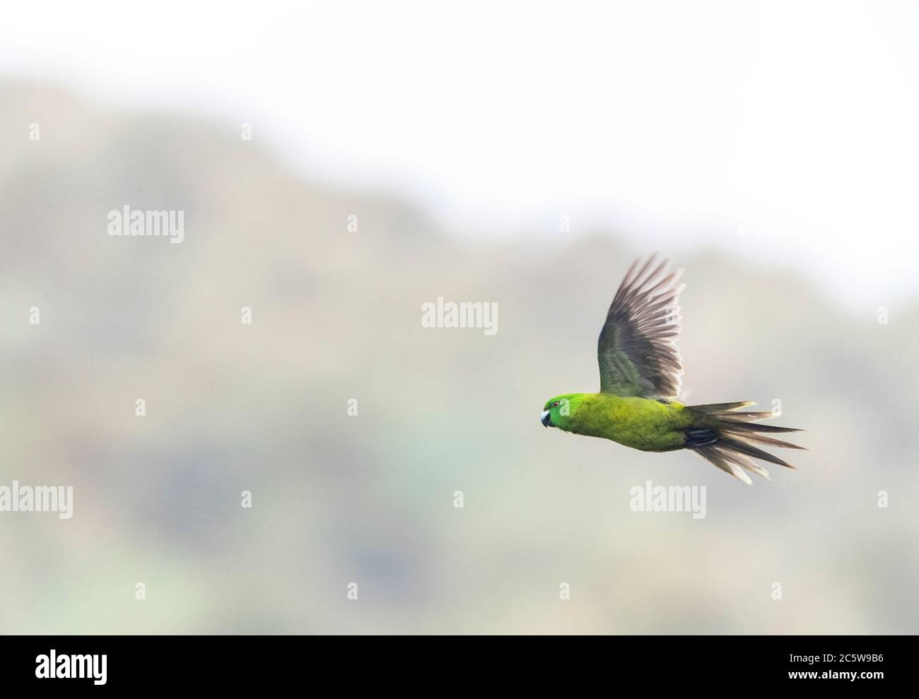 Antipodes island parakeet cyanoramphus unicolor hi-res stock ...