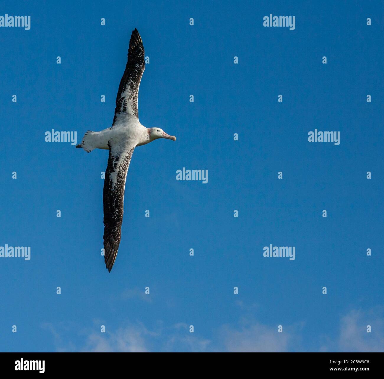 Flying adult Wandering Albatross (Diomedea exulans), also known as ...