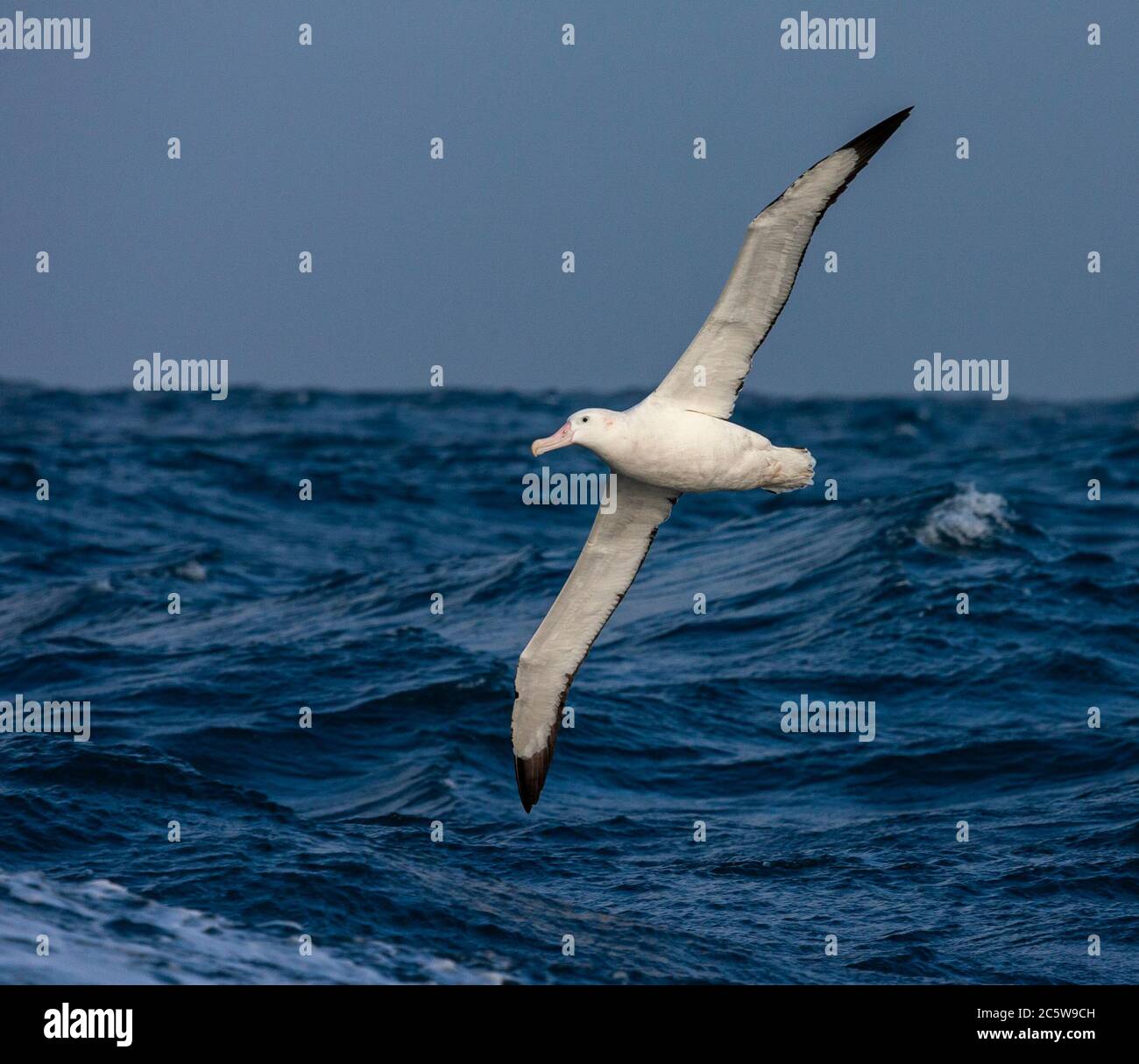 Largest wandering albatross wingspan hi-res stock photography and ...