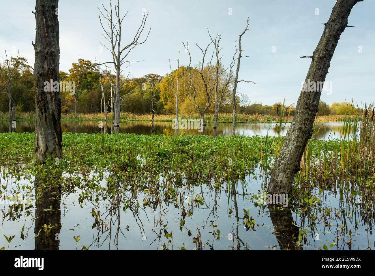 Dead Trees and reflections on Arcot Pond, Cramlington, Northumberland ...