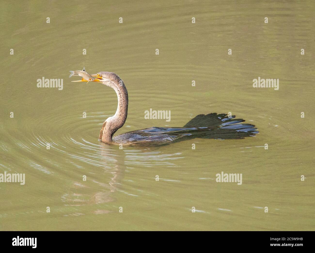 Oriental Darter (Anhinga melanogaster) in a freshwater lake in Asia ...