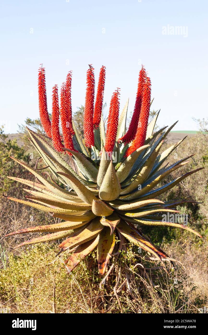 Aloe ferox hi-res stock photography and images - Alamy