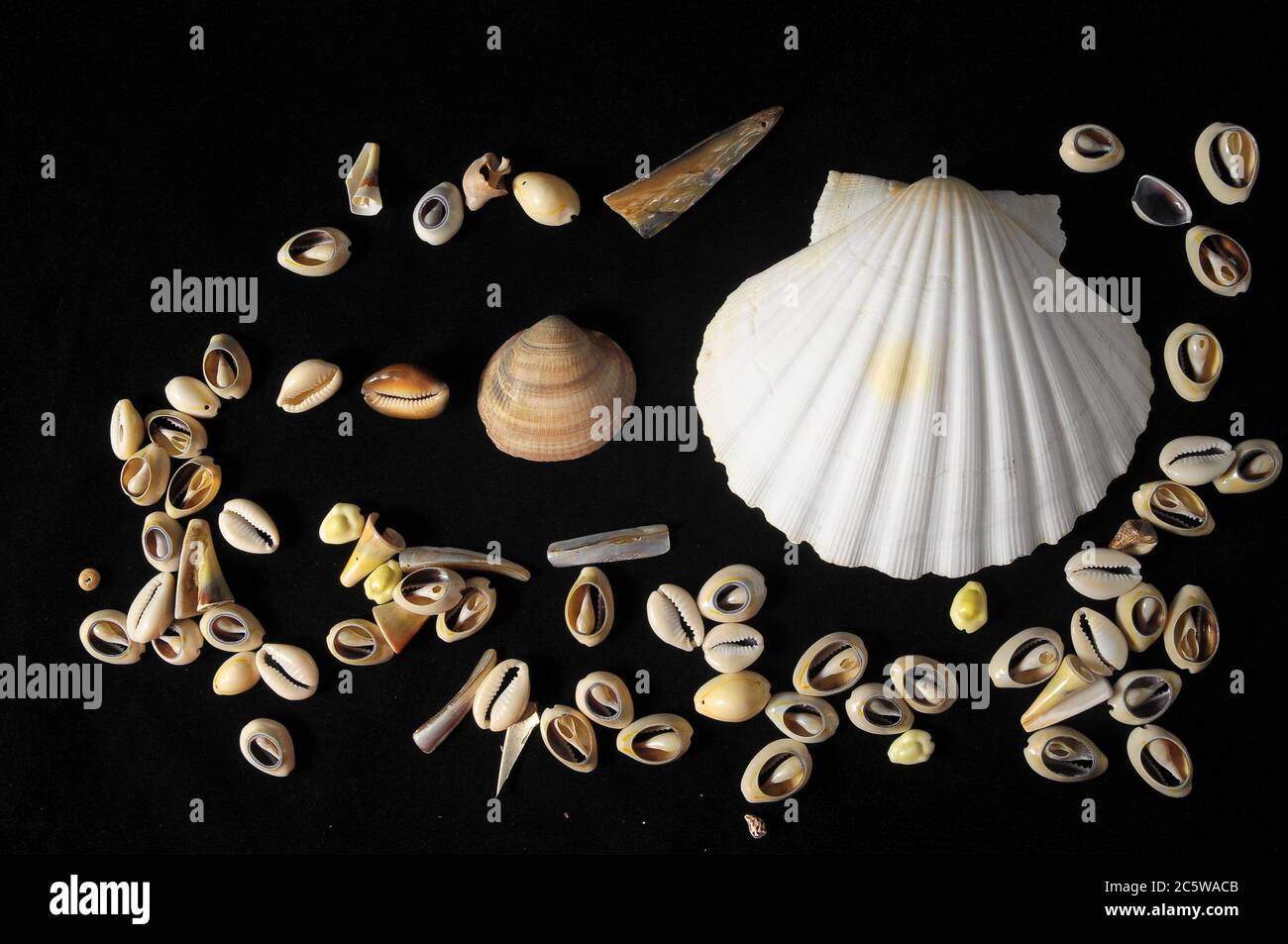 Tusk shells hi-res stock photography and images - Alamy