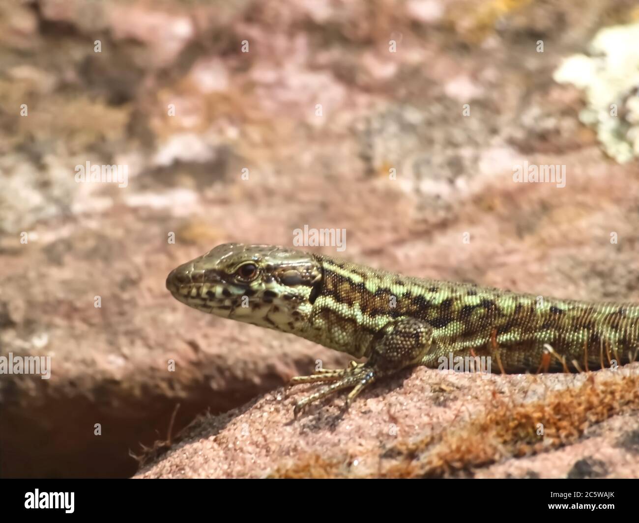 Hoehenpark Killesberg in Stuttgart - macro of a wall lizard Stock Photo ...