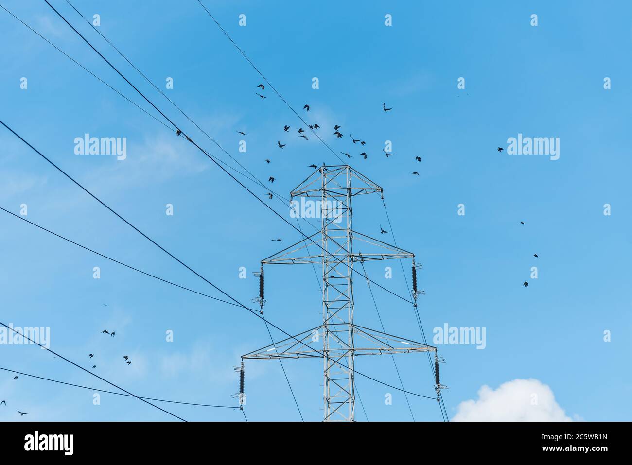 A flock of birds in a clear sky with clouds around the pylon Stock ...