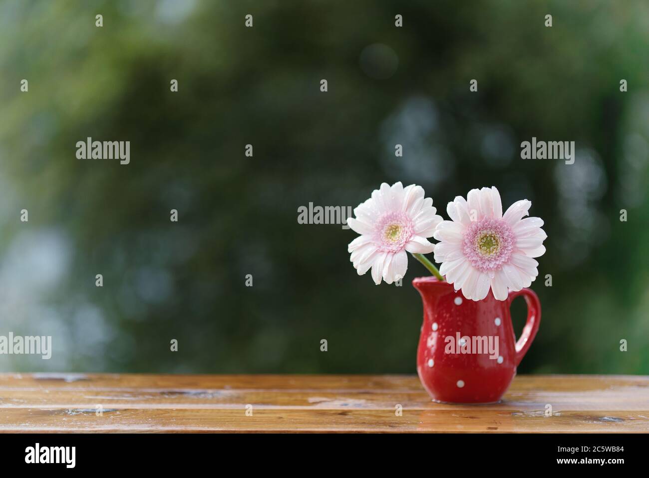 Pink Gerbera flowers in a red dotted jug on a blurred outdoor nature ...
