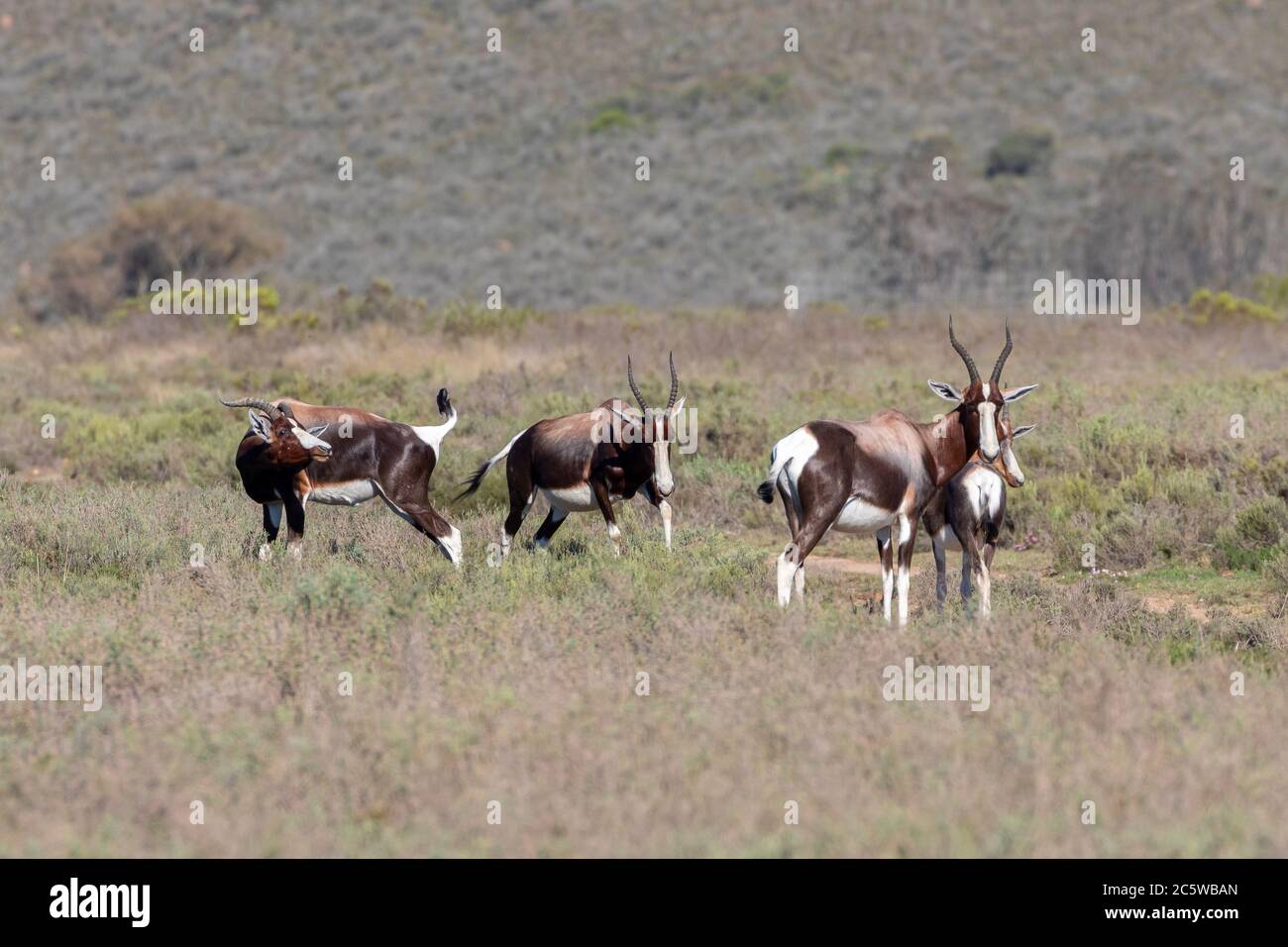 Bontebok (Damaliscus pygargus pygargus),, Bontebok National Park ...