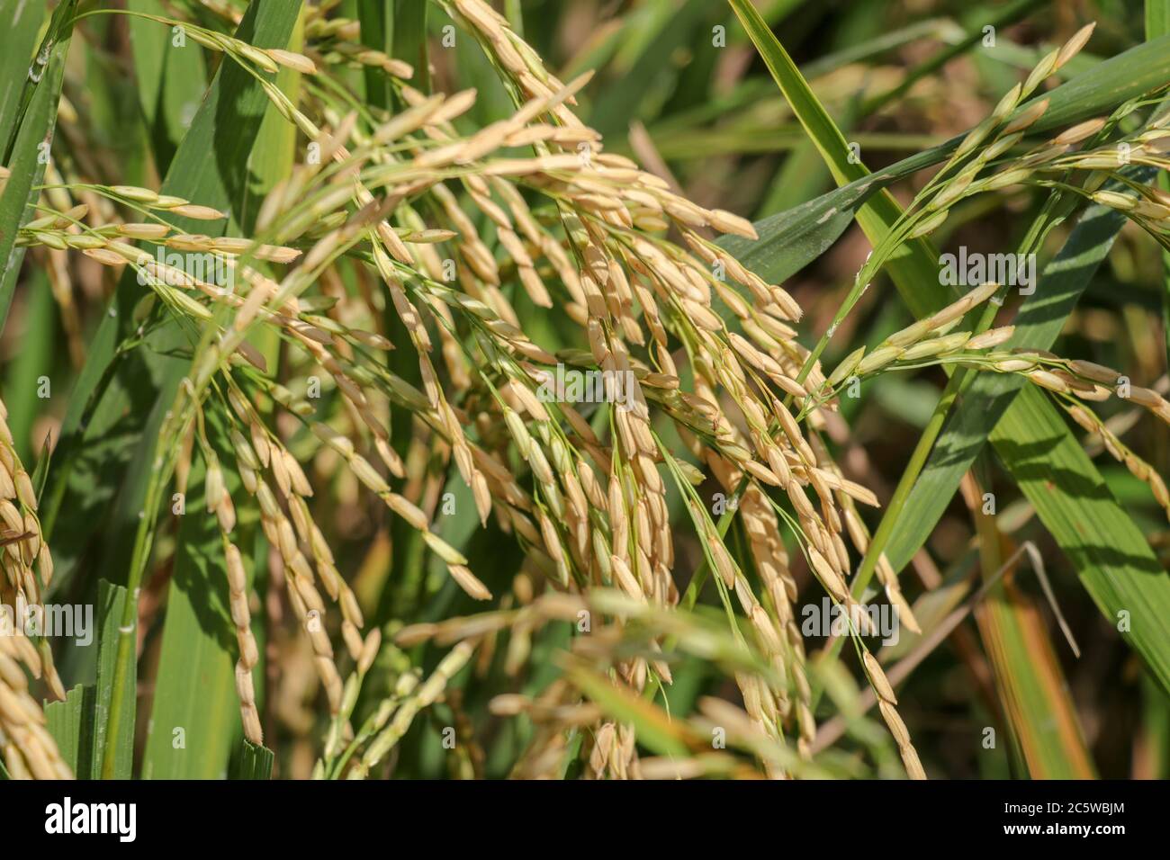 Rice inflorescence hi-res stock photography and images - Alamy