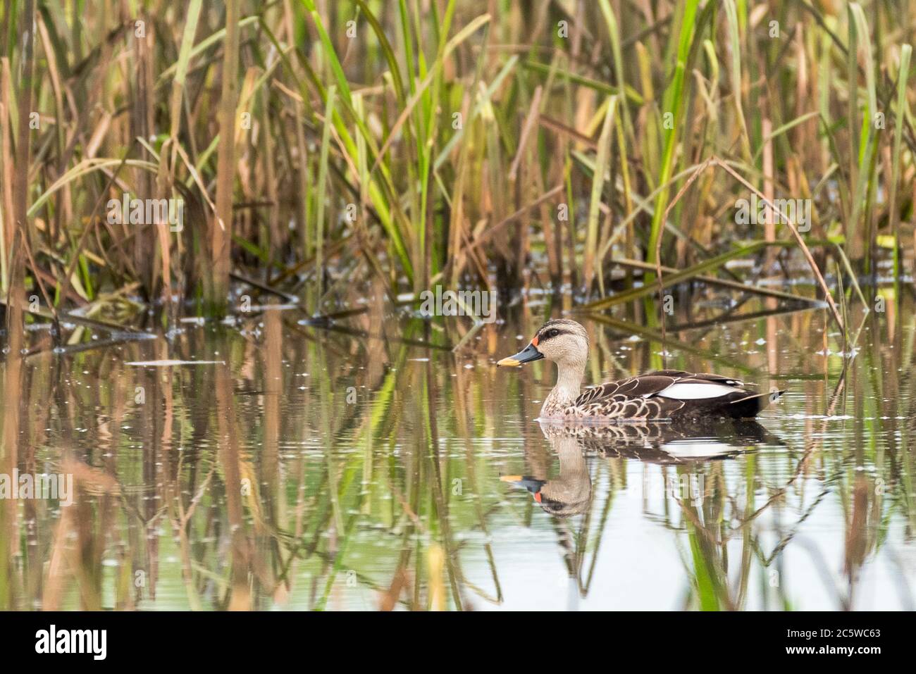 An Indian Spot billed duck among the reeds Stock Photo - Alamy