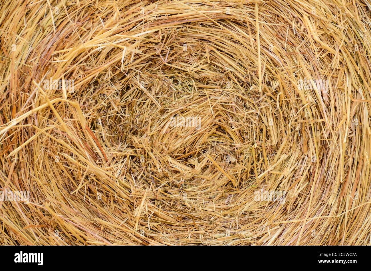 Image of Dried Yellow Hay Pattern Texture Background Stock Photo - Alamy