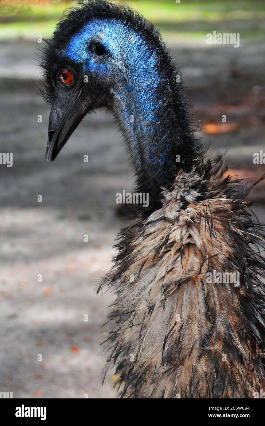 Suspicious rooster hi-res stock photography and images - Alamy