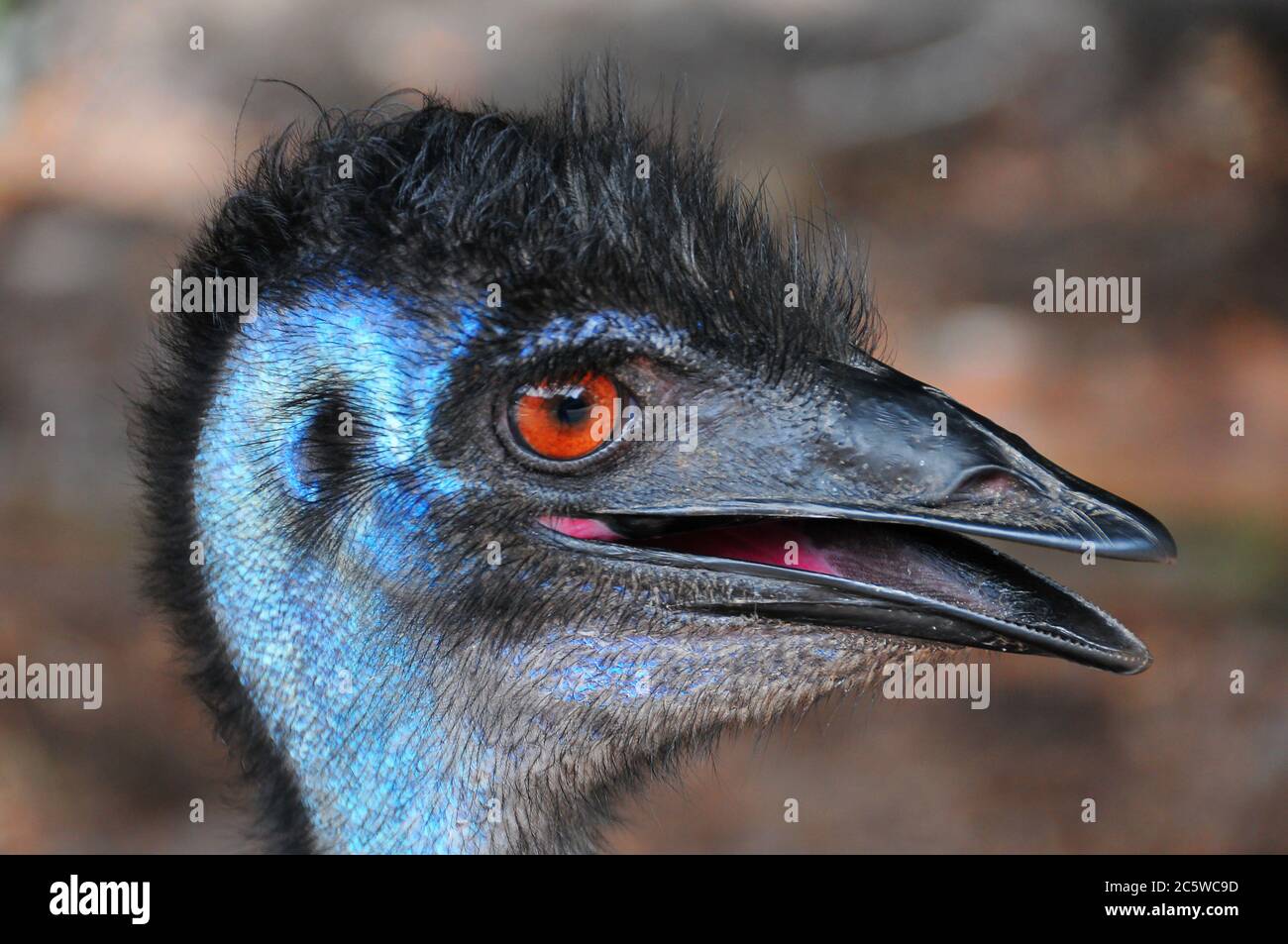 Suspicious rooster hi-res stock photography and images - Alamy