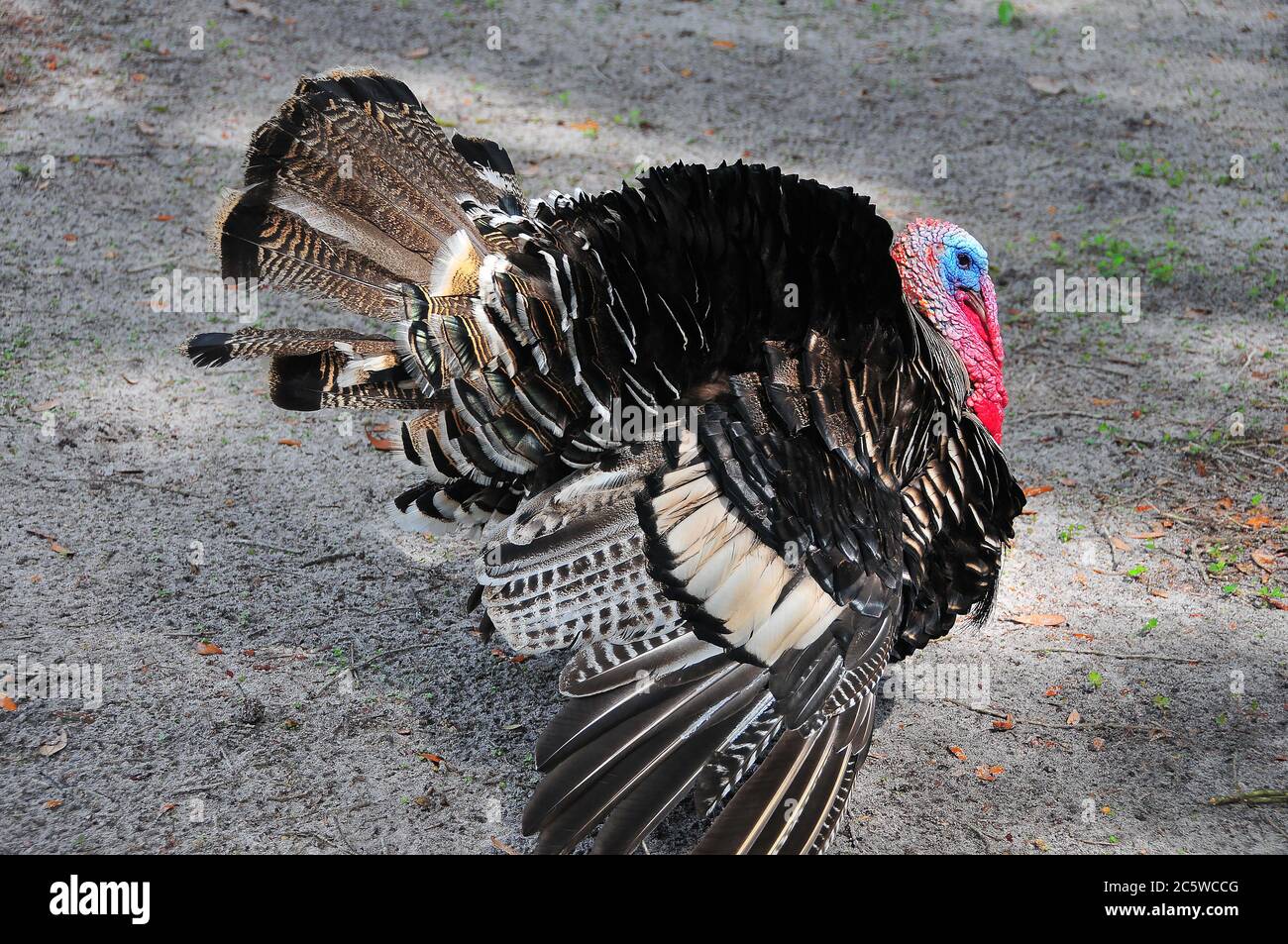 A Turkey strolls around the farm yard prior to Thanksgiving dinner ...
