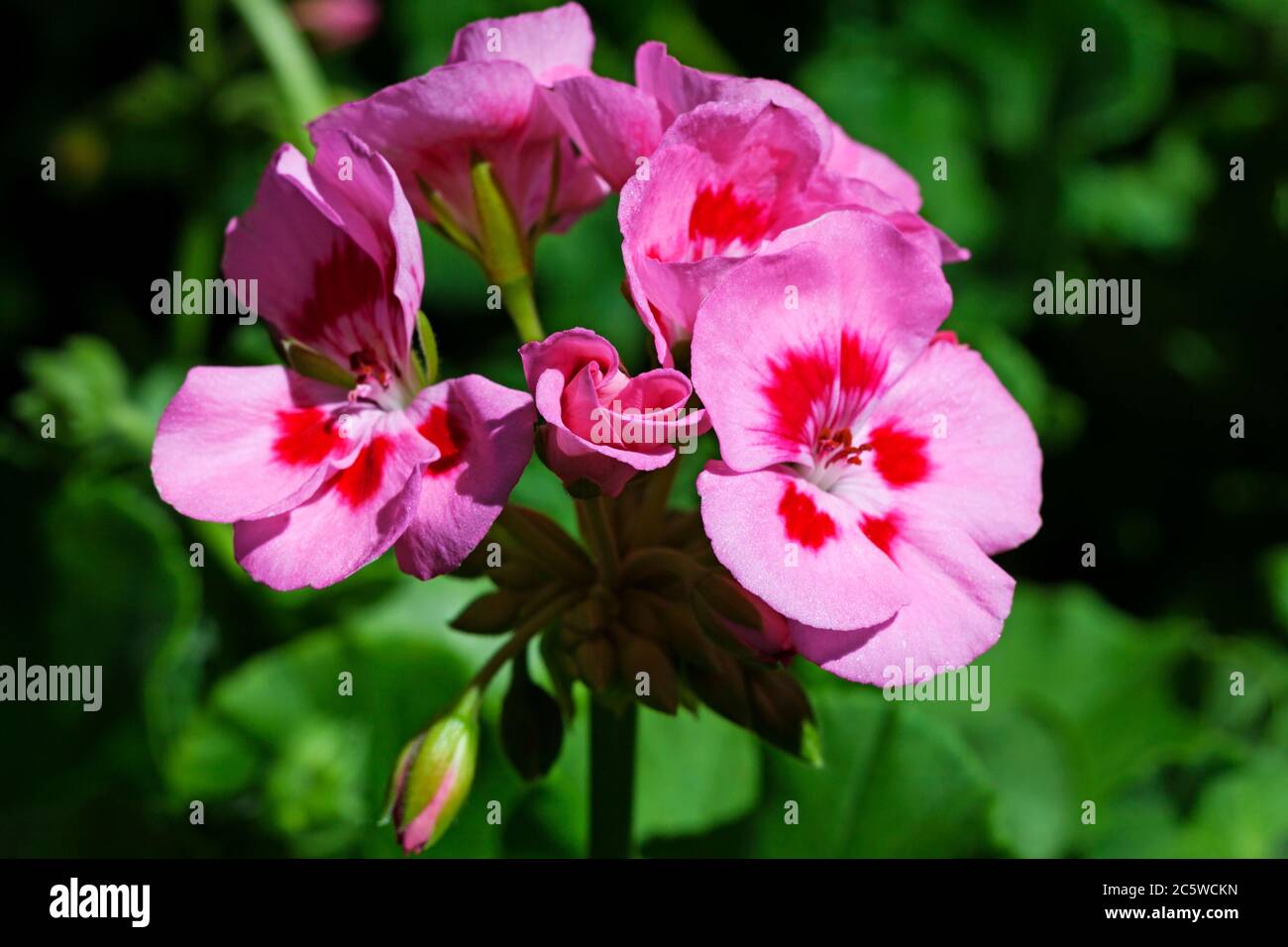 Intensely beautiful hi-res stock photography and images - Alamy