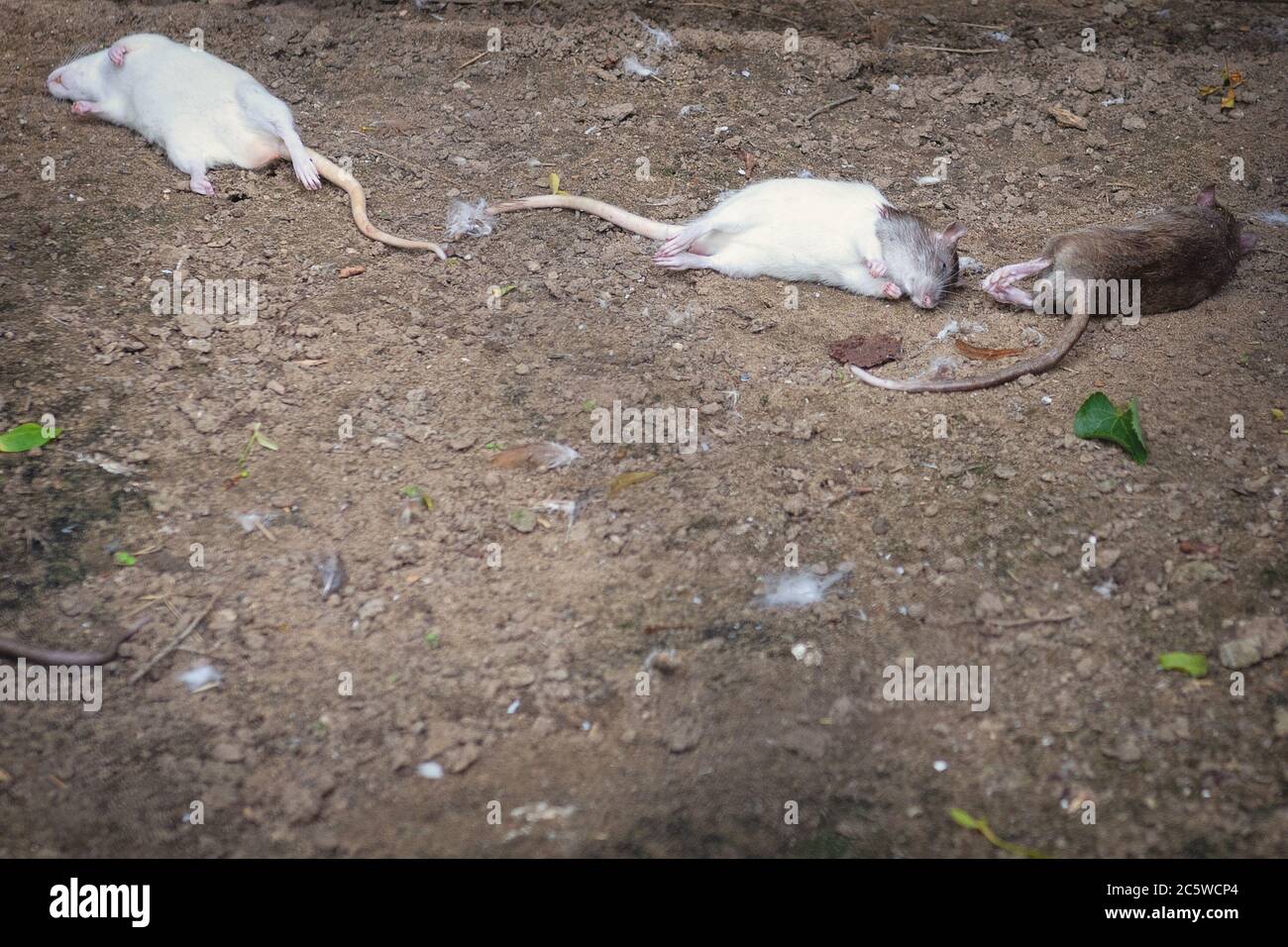 Small dead rat hi-res stock photography and images - Alamy