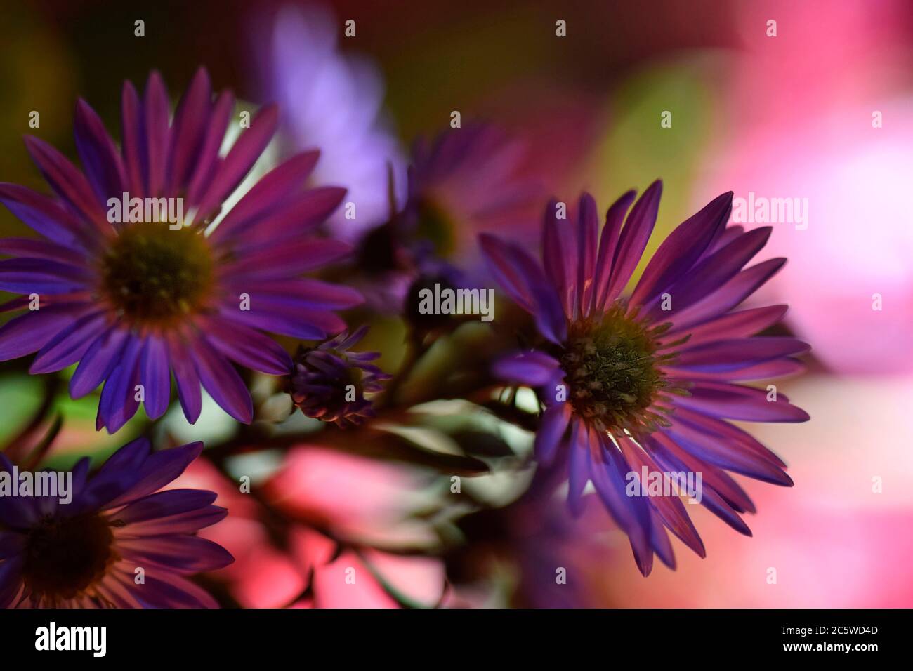 Daisy gardens hi-res stock photography and images - Alamy
