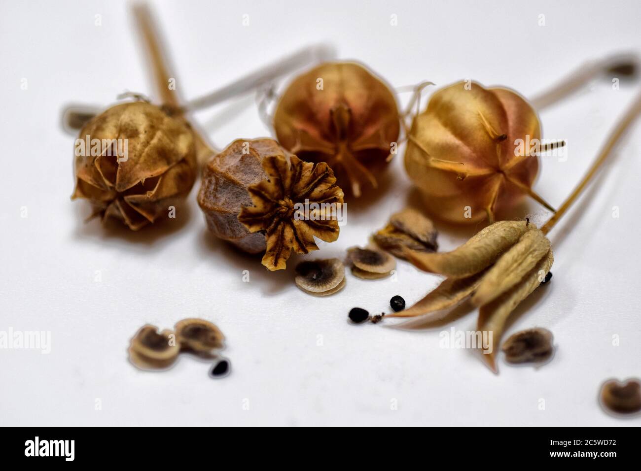 Seed pods studio hi-res stock photography and images - Alamy