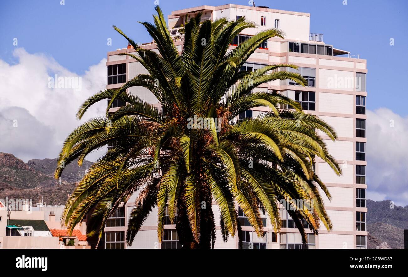 Canarian Palm Tree in a Tropical Town Stock Photo - Alamy