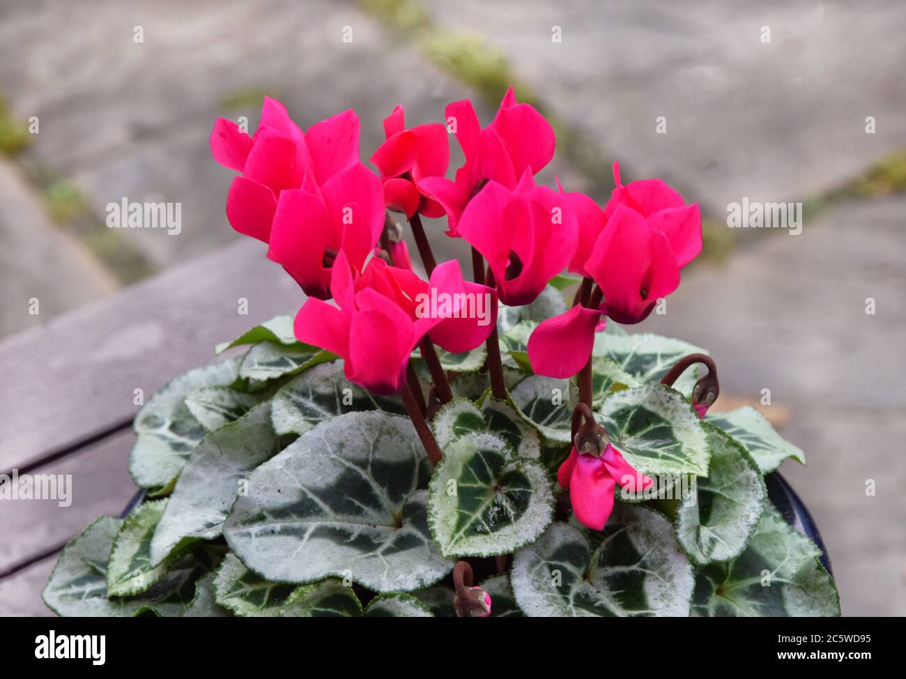 Dark pink cyclamen hi-res stock photography and images - Alamy