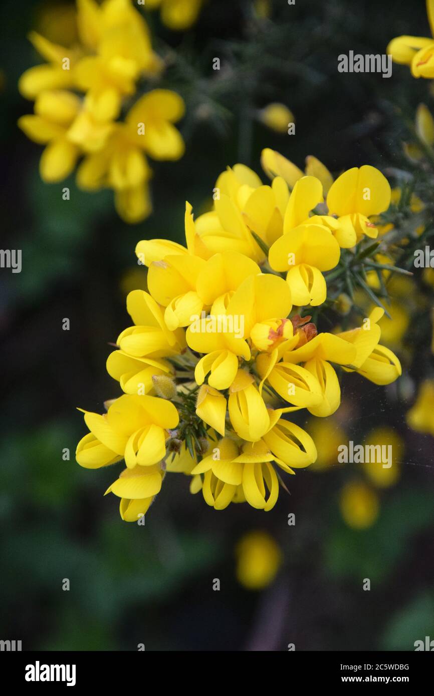 Broom flowers hi-res stock photography and images - Alamy