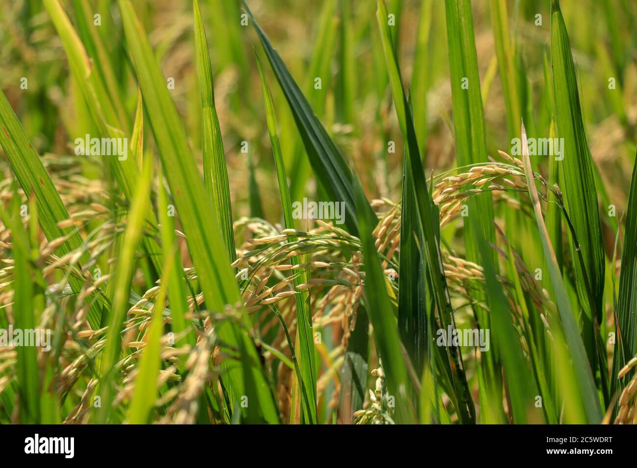 Close up view of yellow-green rice field with soft sunrise light, view ...