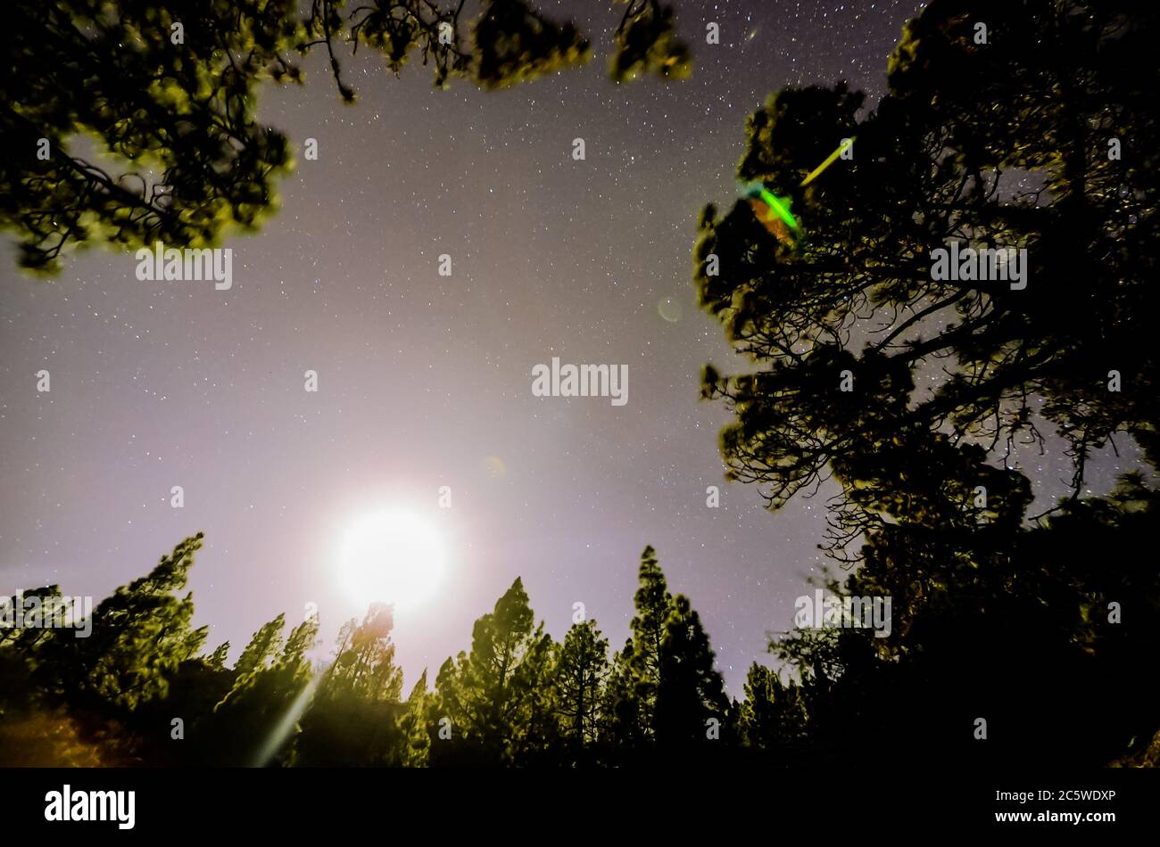Stars in the Sky at Night over the Trees of a Pine Forest Stock Photo ...
