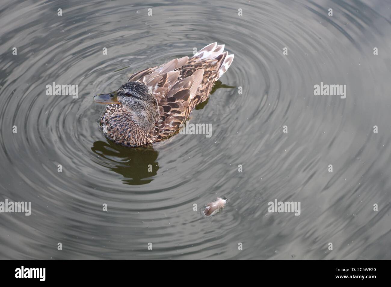 A duck in the middle of ripples of water has been grooming herself ...