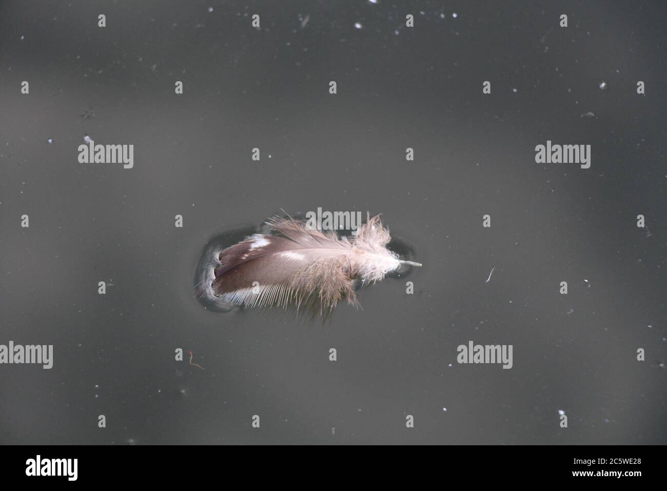 The feather of a duck, removed during its grooming Stock Photo - Alamy