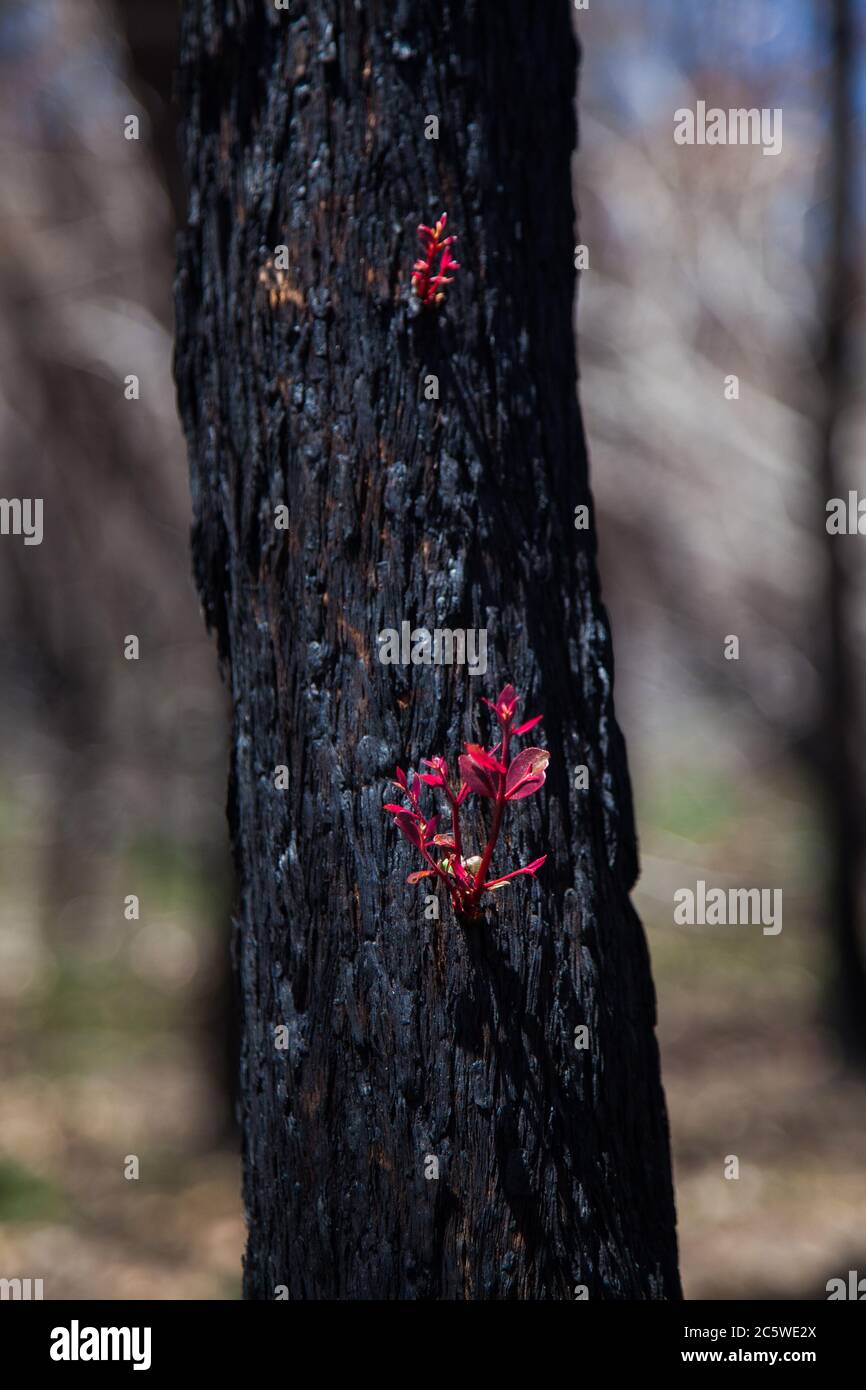 Black trees from fire hi-res stock photography and images - Alamy