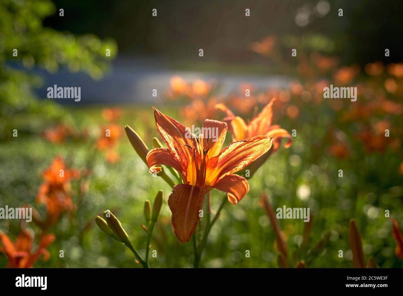 Tiger lilly hi-res stock photography and images - Alamy