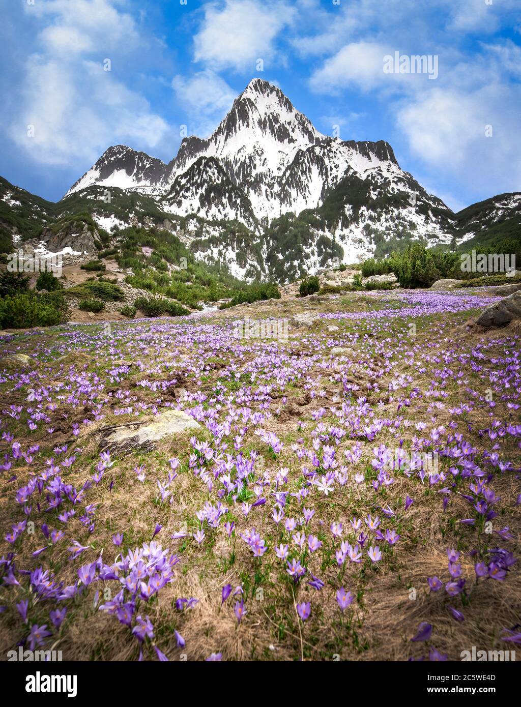 Beautiful field of violet crocus flowers front of the Pirin mountain ...