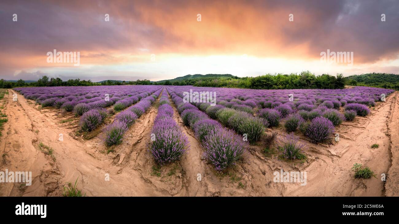 Lavender Bulgaria High Resolution Stock Photography and Images - Alamy