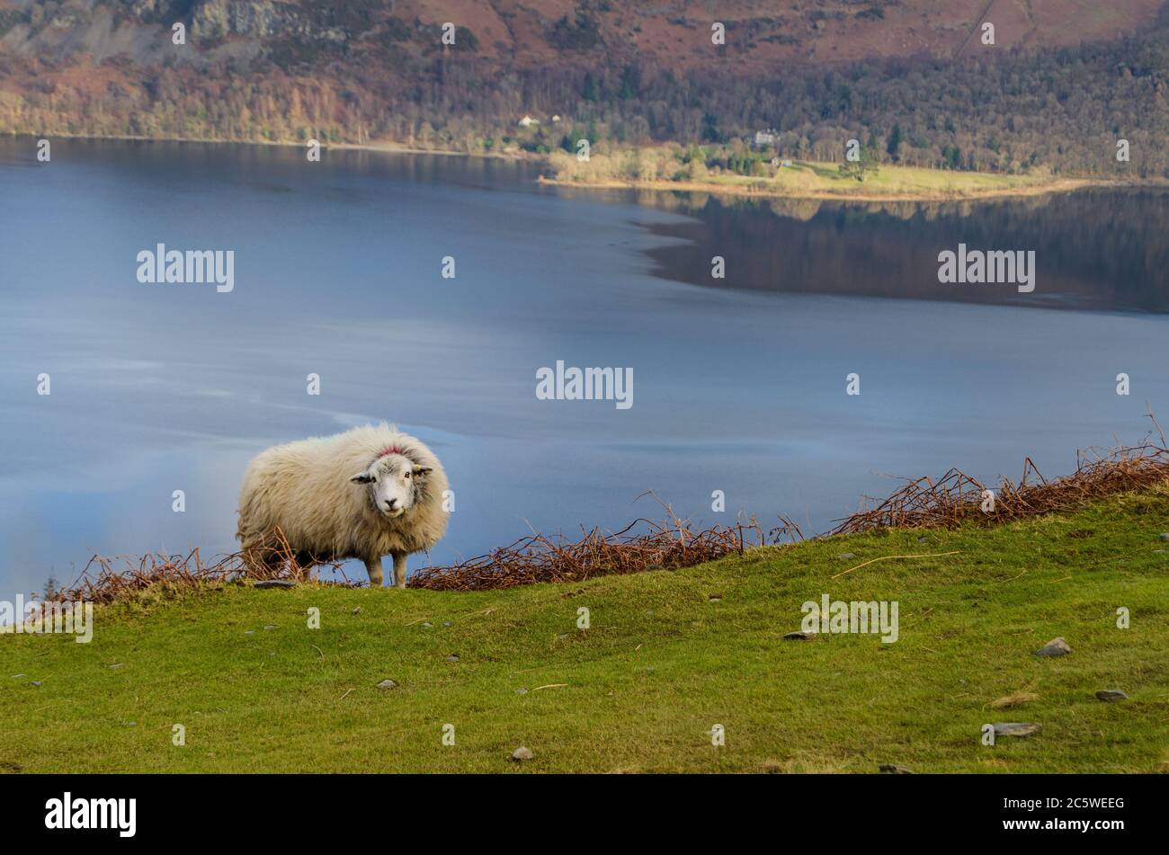 A view of a lake in the Lake District from the Catbells Summit with a ...