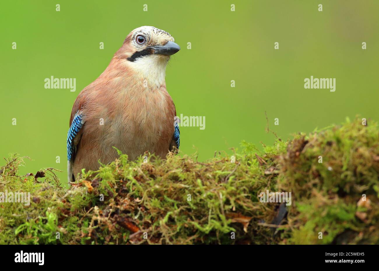 Jay bird uk hi-res stock photography and images - Alamy