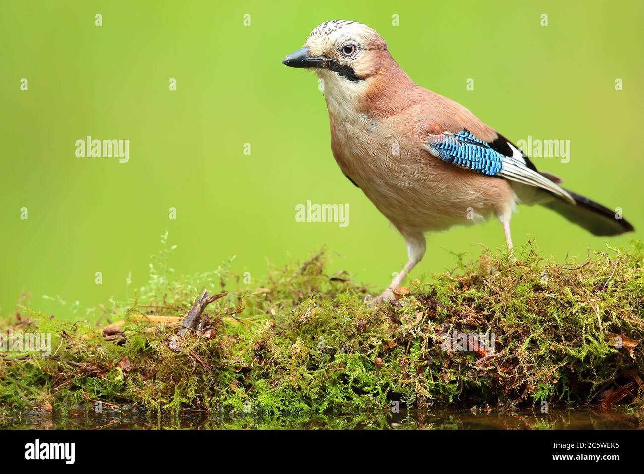 Jay bird uk hi-res stock photography and images - Alamy