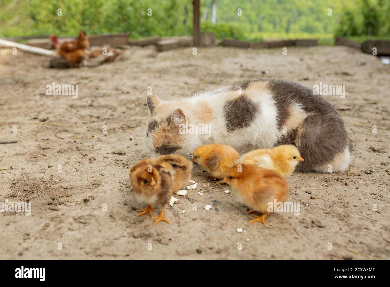 Easter chicken eating with kind cat. Friends Stock Photo - Alamy