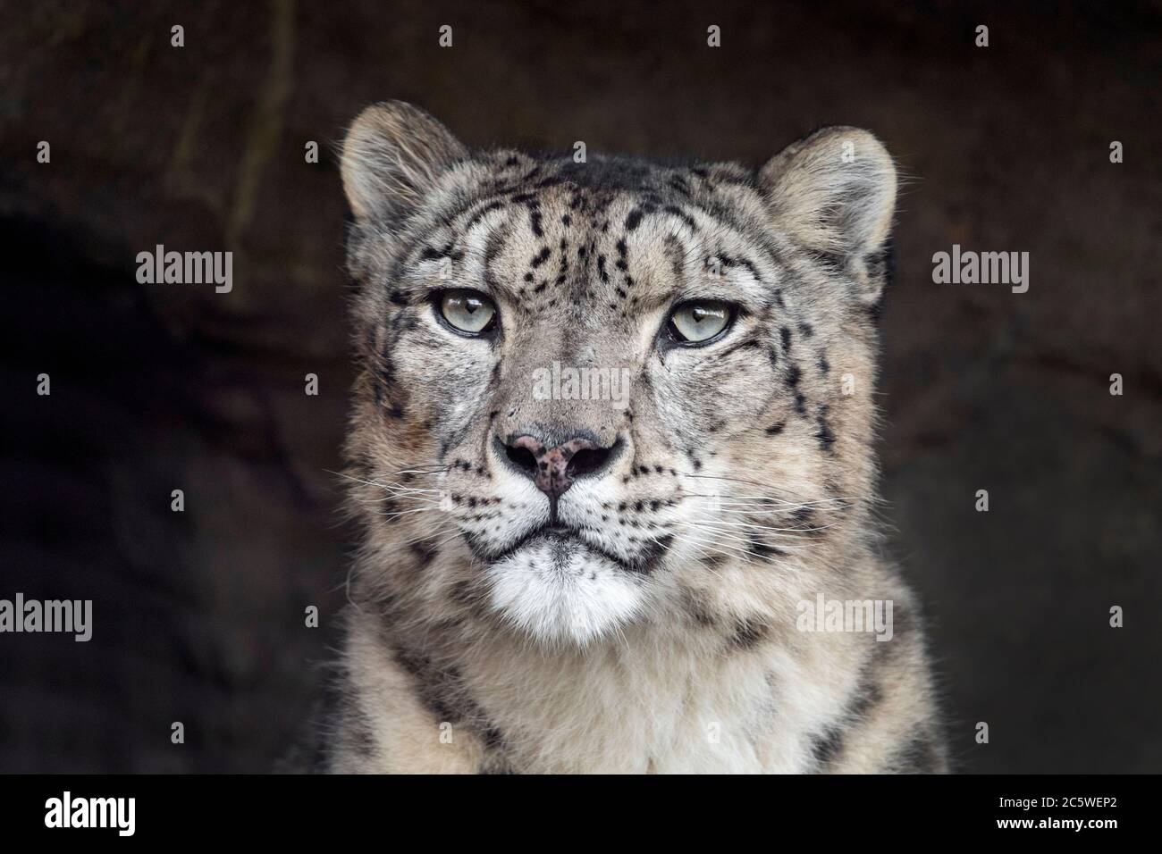 Male snow leopard looking towards camera Stock Photo - Alamy