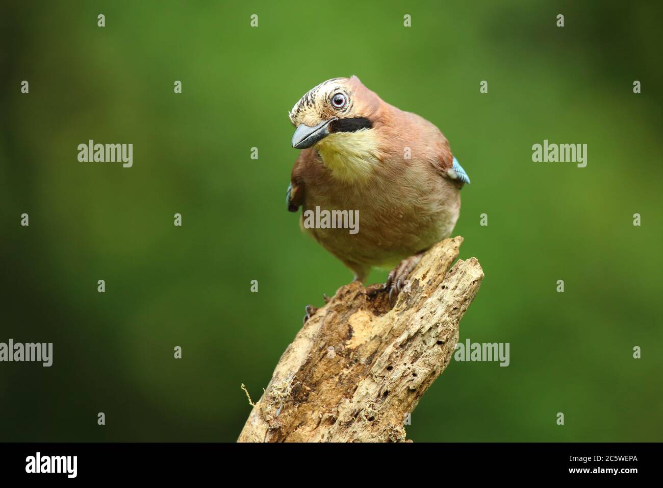 Eurasian Jay bird (Garrulus glandarius). Woodland, Staffordshire, UK ...