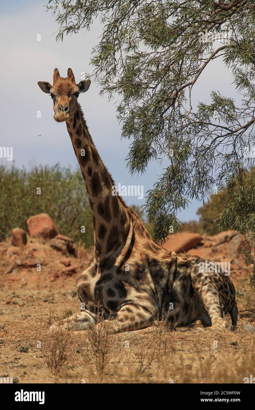 Elegant giraffe resting under a tree Stock Photo - Alamy
