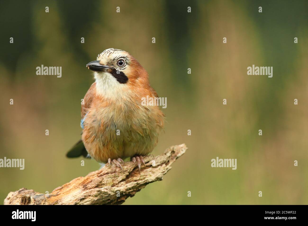 Jay bird uk garden hi-res stock photography and images - Alamy