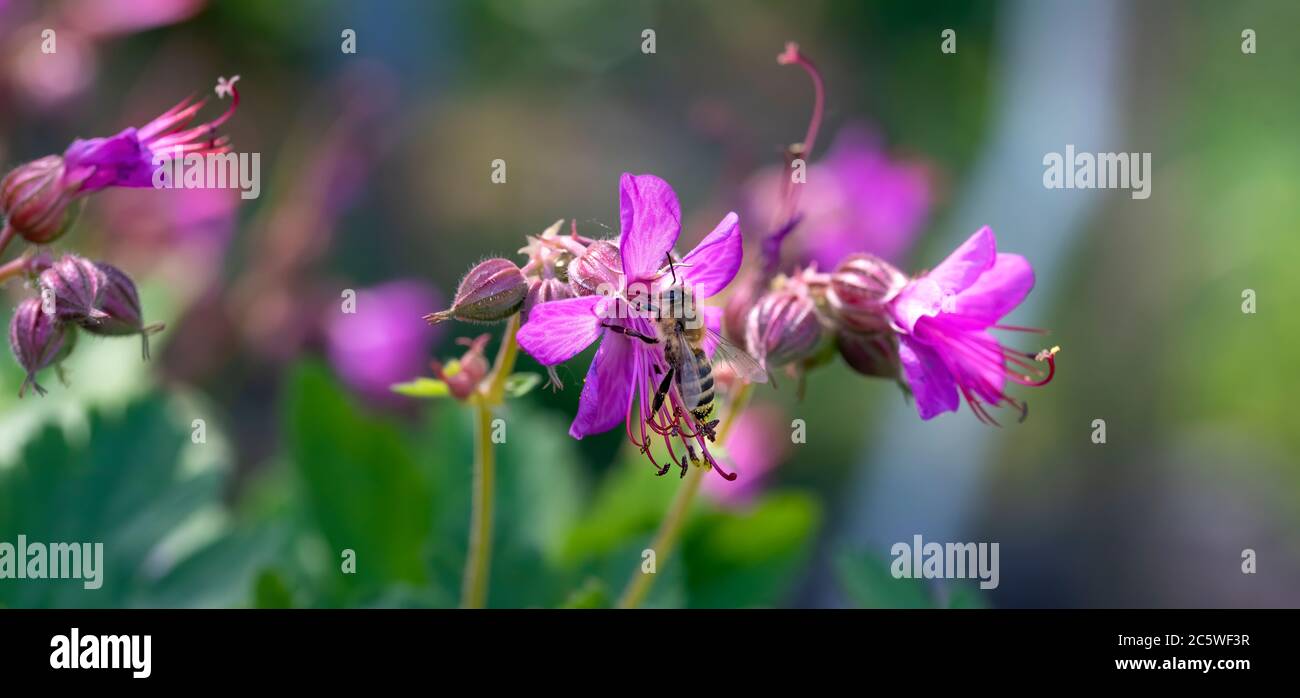 Honey bee pollinates pink blossom flower with warm sunlight on a spring ...