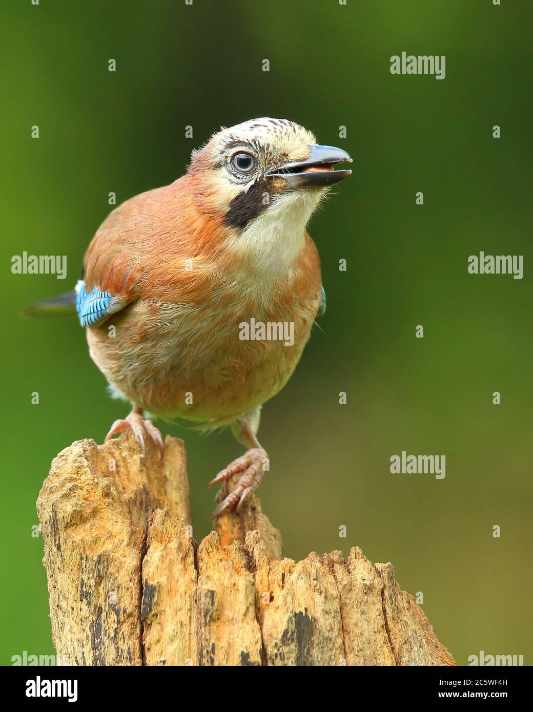 Eurasian Jay bird (Garrulus glandarius). Woodland, Staffordshire, UK ...
