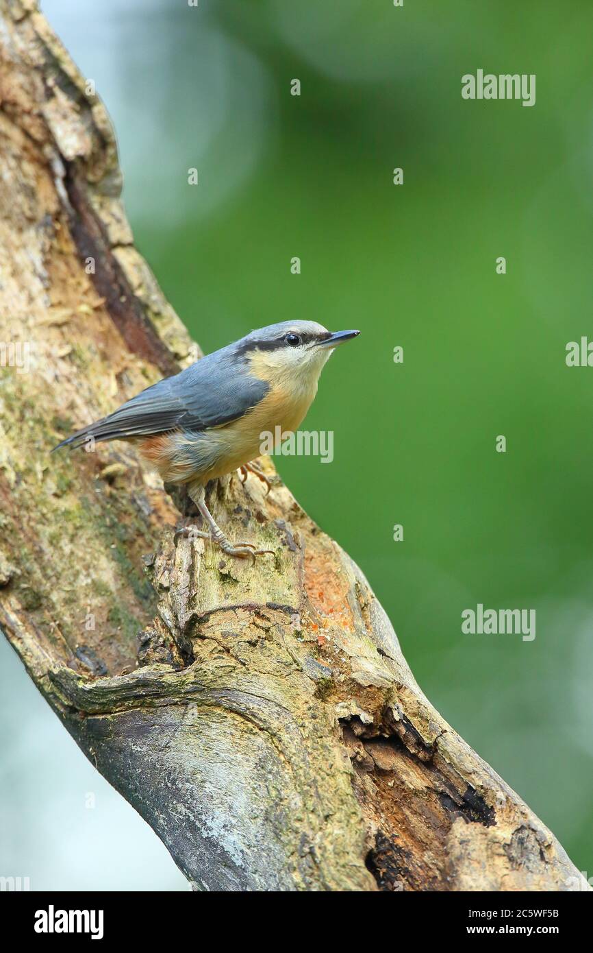 Nuthatch bird uk male hi-res stock photography and images - Alamy